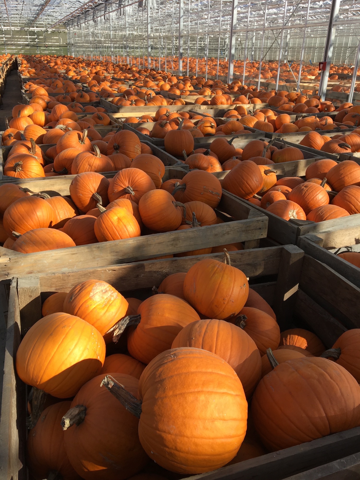 Skrekkelig godt salg: doblet salget av halloween-gresskar | Gartnerhallen Skrekkelig godt salg: doblet salget av halloween-gresskar | Gartnerhallen